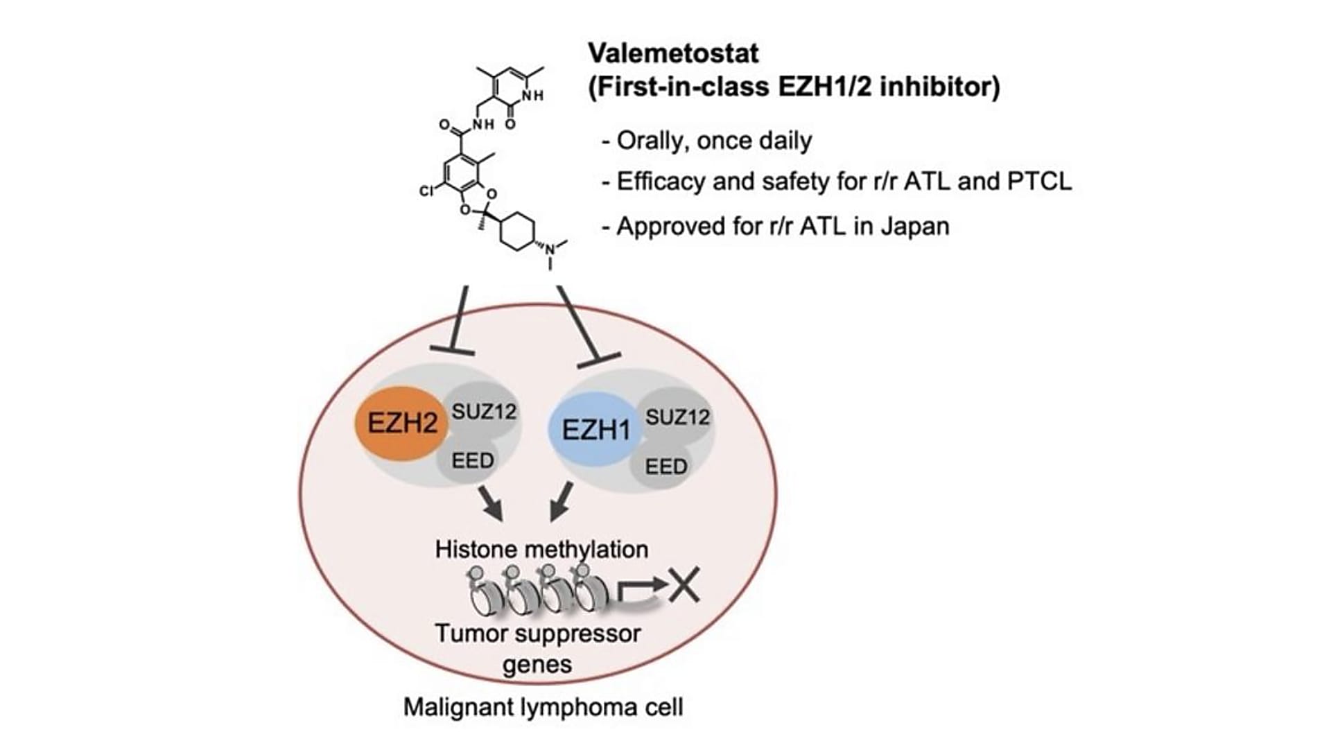 Mechanisms of action and resistance to epigenetic cancer therapy valemetostat, revealed with ...